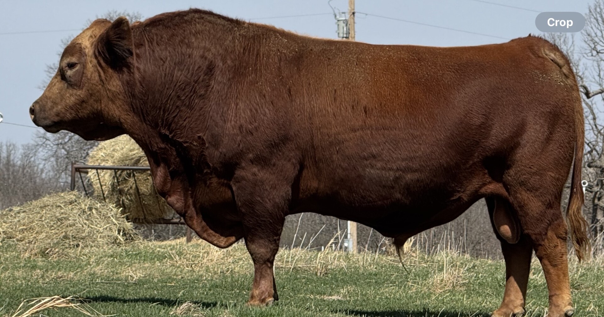 GENESIS #520 HEIFER PLUS AND CONVENTIONAL SEMEN - South Poll Grass Cattle Association