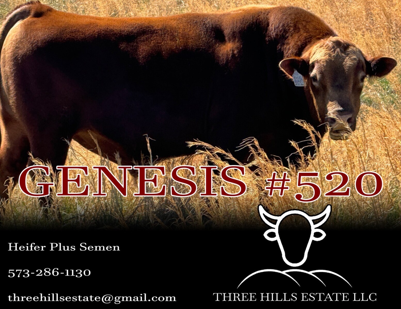 GENESIS #520 HEIFER PLUS AND CONVENTIONAL SEMEN - South Poll Grass Cattle Association