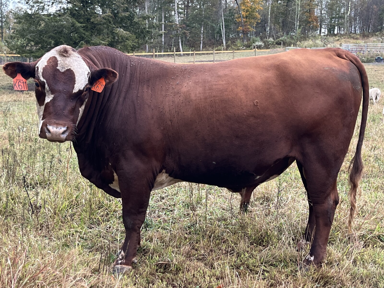 3 Black Angus cows confirmed bred to Purebred SP bull - South Poll ...