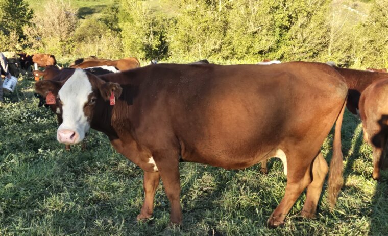 HERD REDUCTION for Winter and New Spring Stock Arrival - South Poll ...