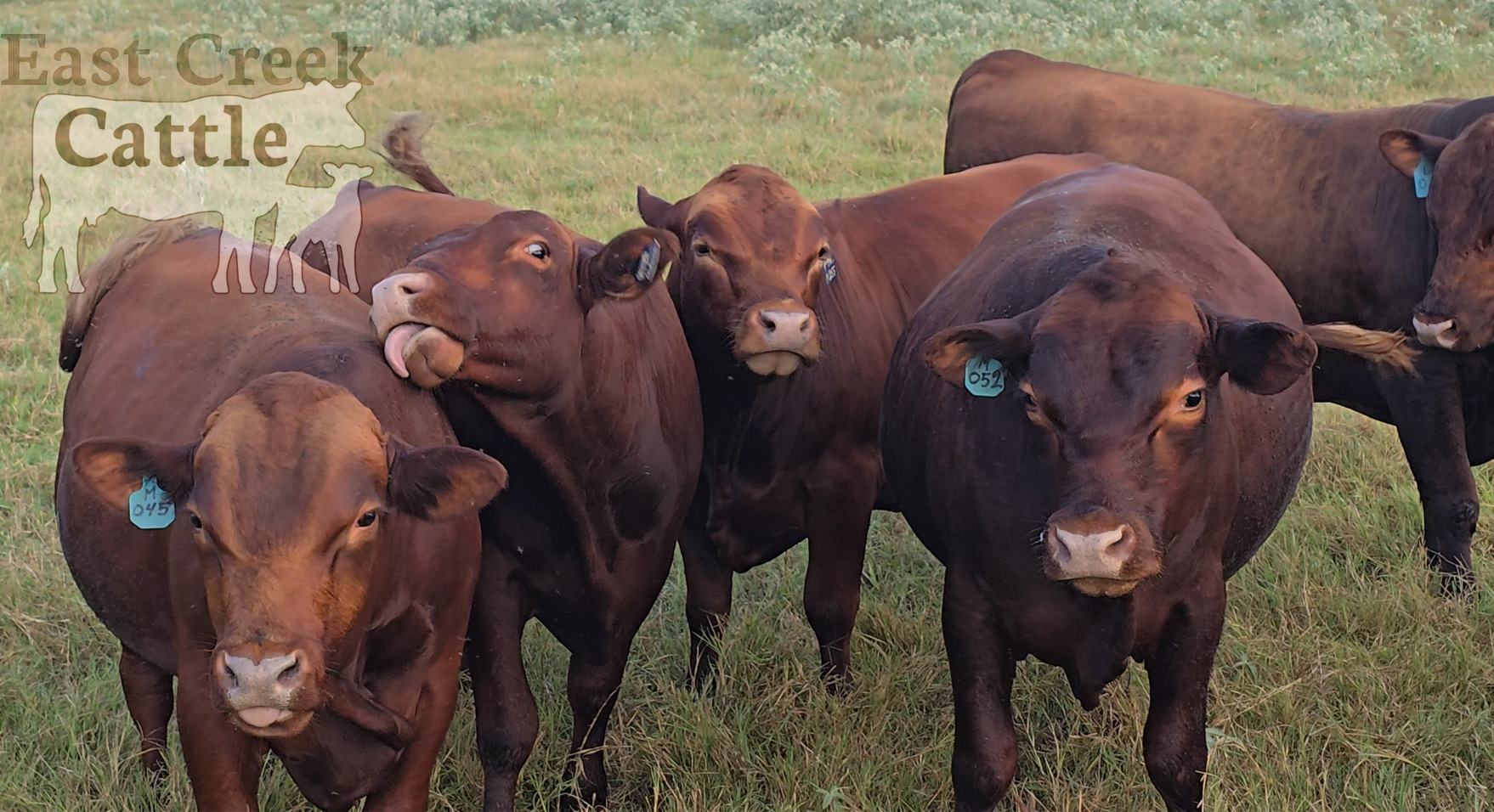 Fullblood & Purebred Registered South Poll Bulls For Sale - South Poll ...