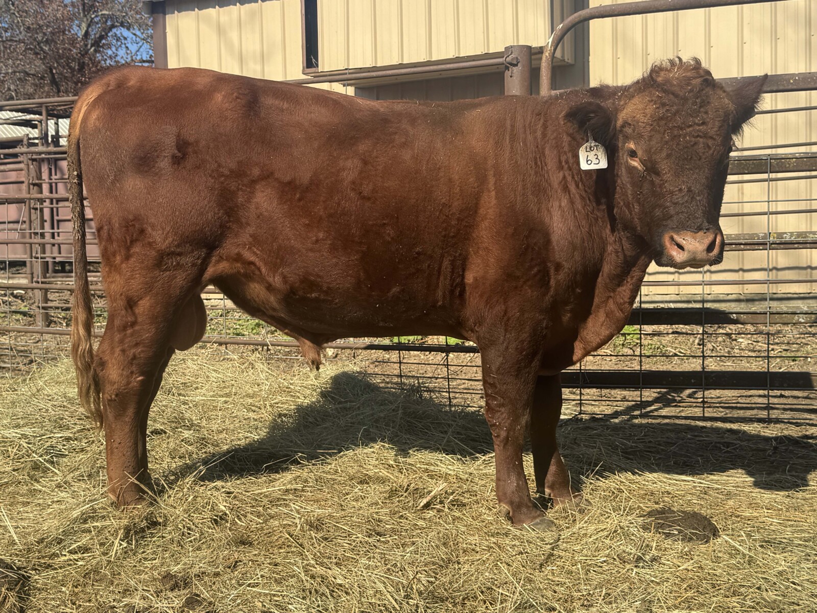 South Poll Heifers + Bull For Sale! - South Poll Grass Cattle Association
