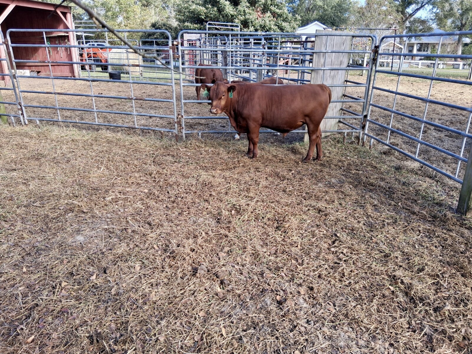 Two Fine Purebred Bulls Available - South Poll Grass Cattle Association