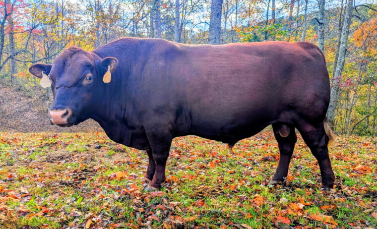 PRICE REDUCED!!!! Bull 7884-the TOTAL package! - South Poll Grass ...