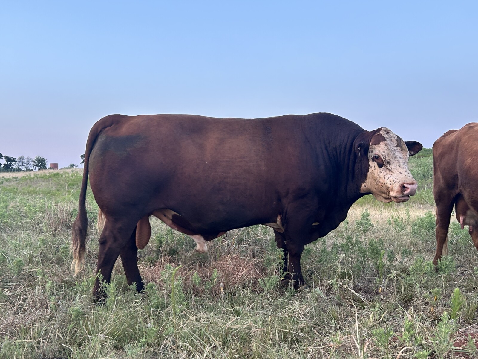 Commercial Red Angus Cows Bred to Reg South Poll Bull - South Poll ...