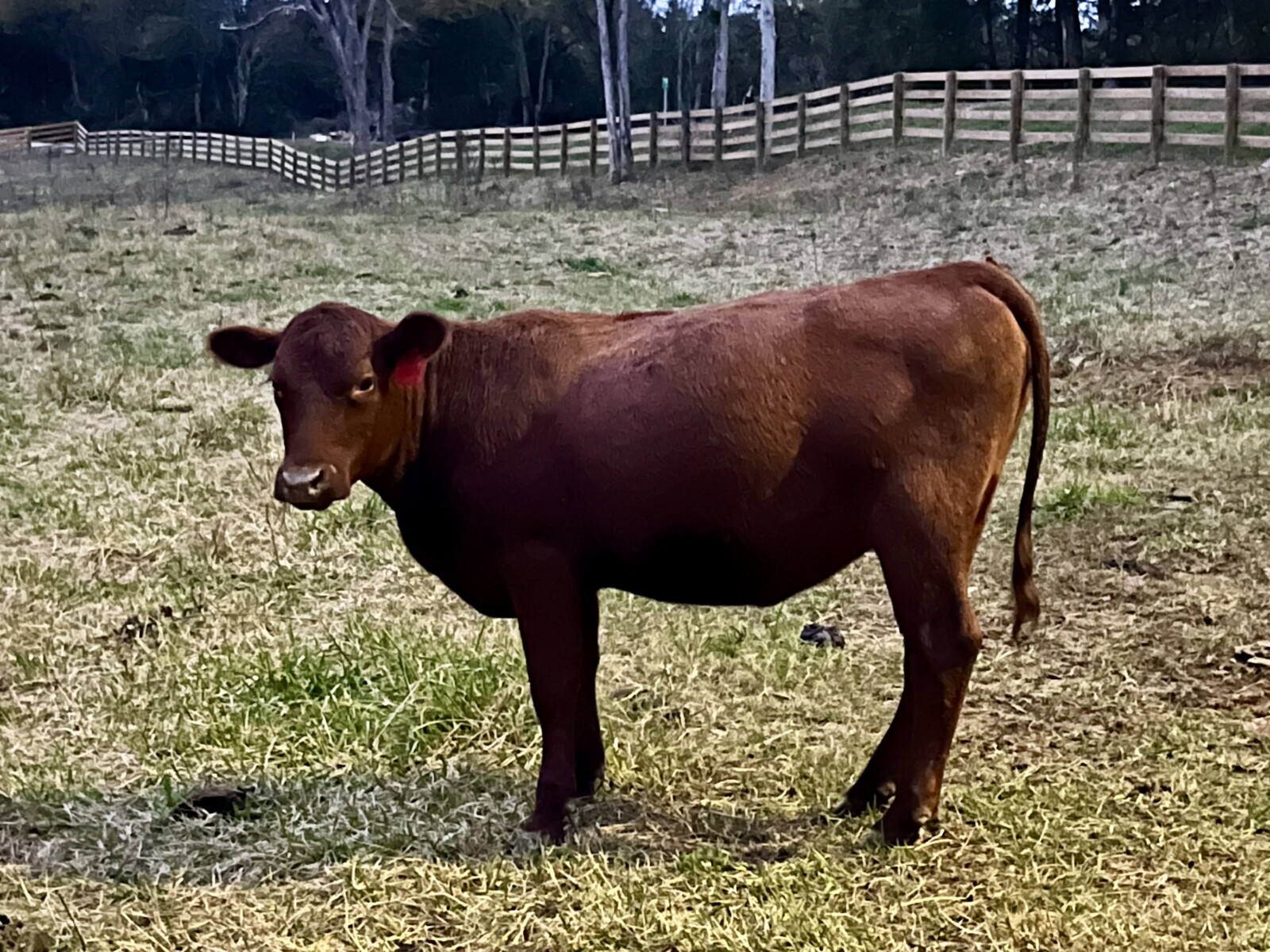 Registered Purebred South Poll Heifer exposed to our full blood South ...