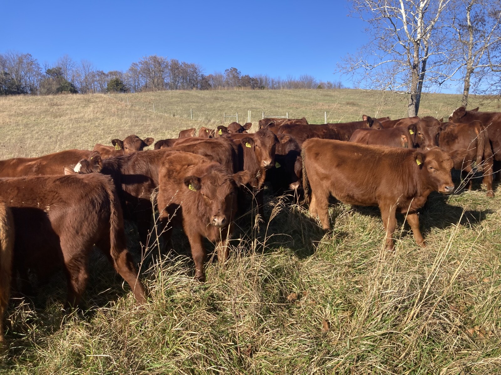 Ten South Poll Heifers for Sale - South Poll Grass Cattle Association