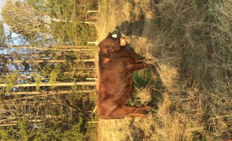 2 Purebred Bulls For Sale - South Poll Grass Cattle Association