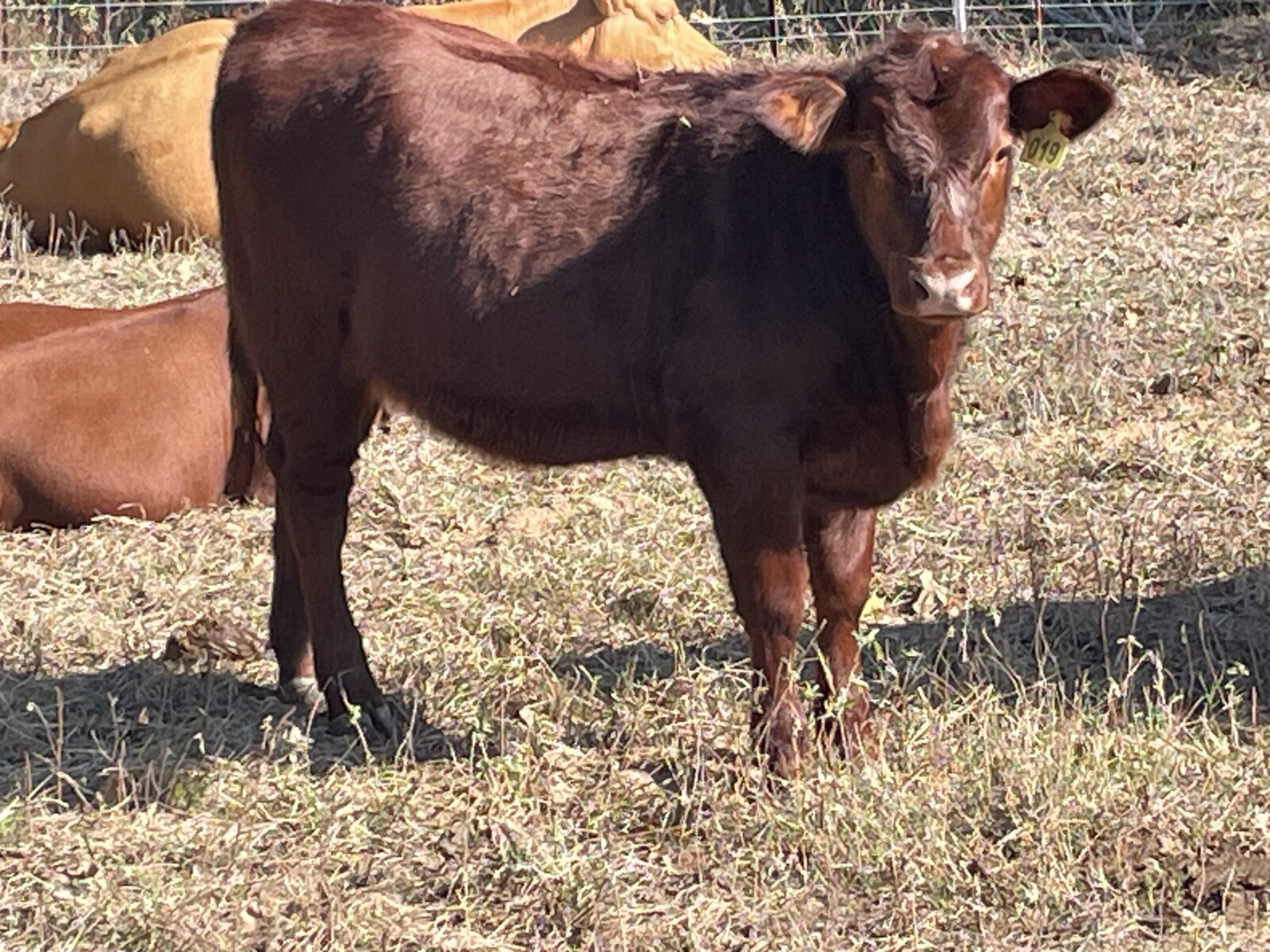 Classifieds - South Poll Grass Cattle Association