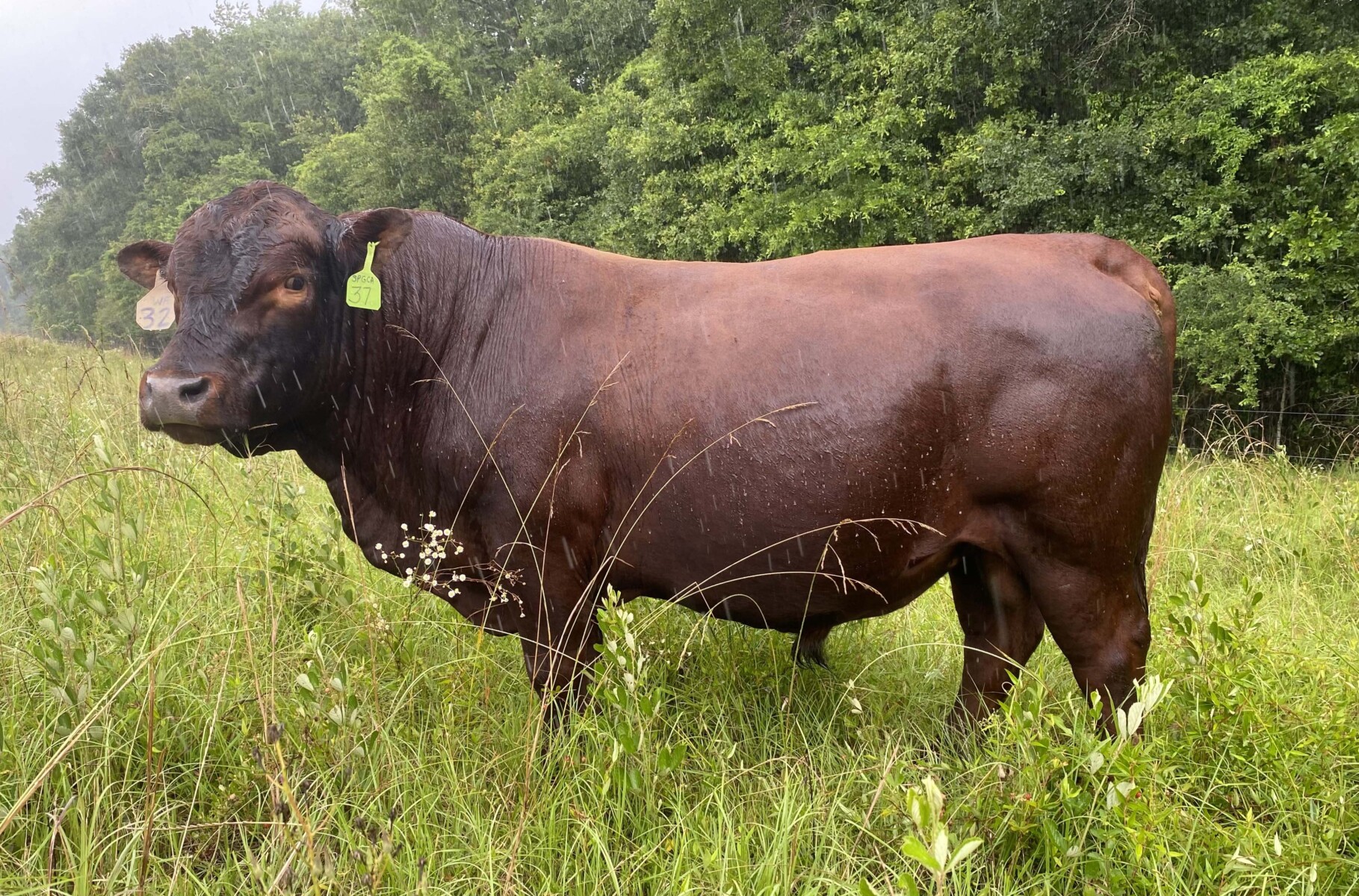 WF32 Looking to work for YOU! - South Poll Grass Cattle Association