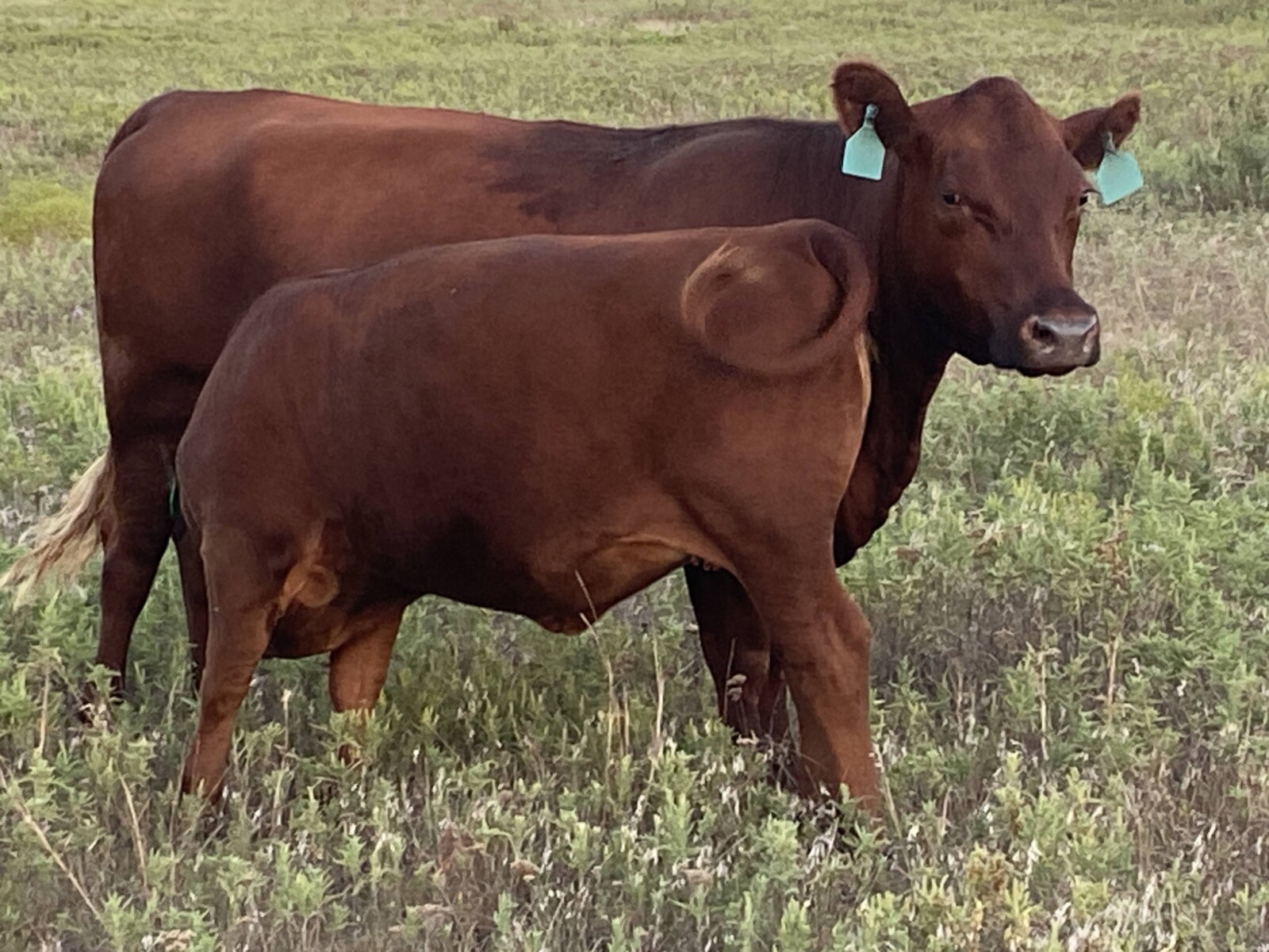 Griffith Livestock, LLC - South Poll Grass Cattle Association