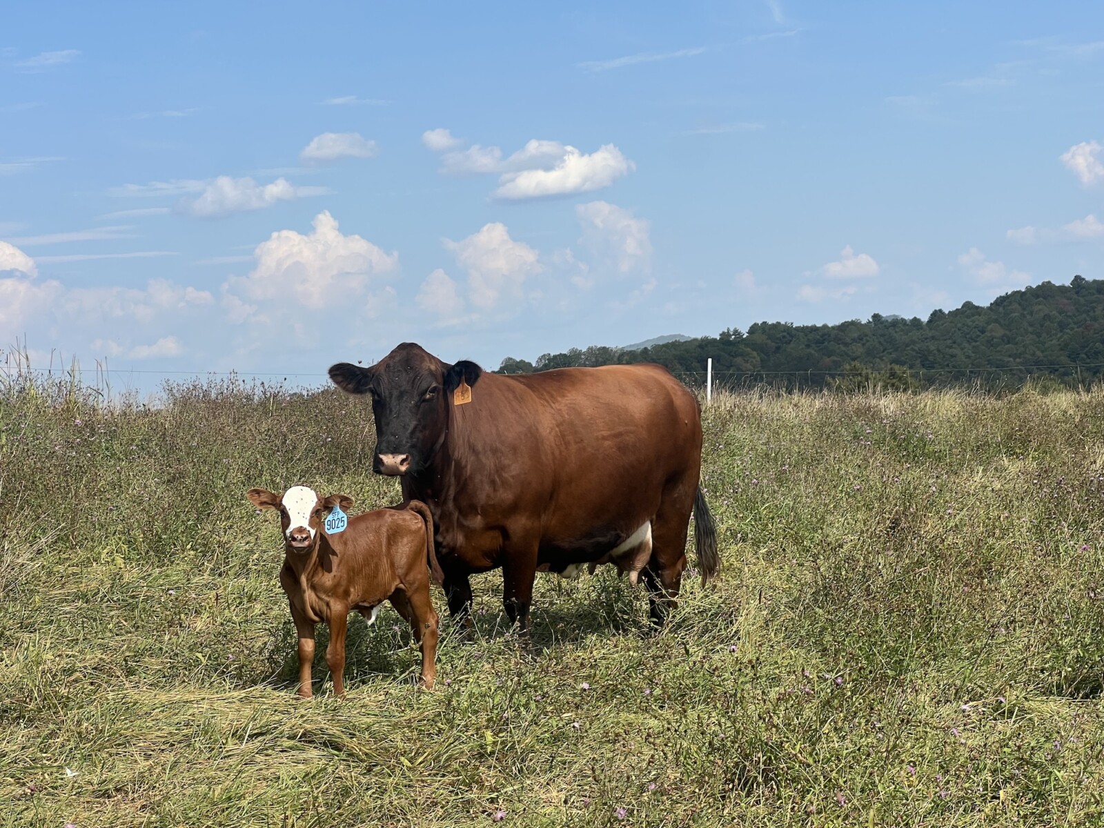 Smith Family Pastures - South Poll Grass Cattle Association