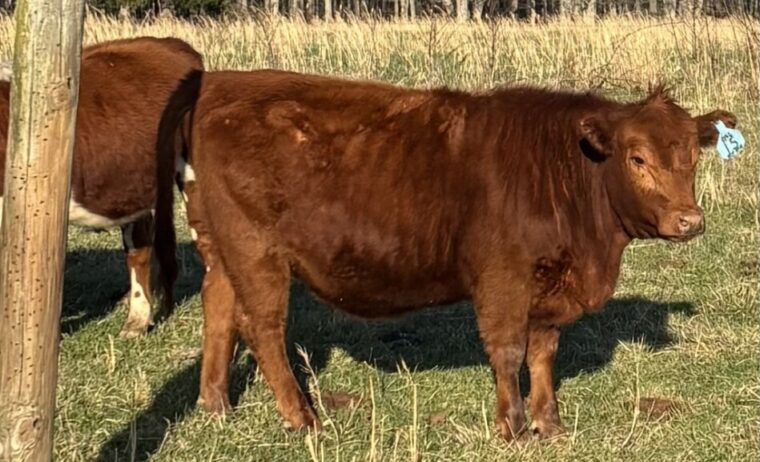 50% Yearling Heifers - South Poll Grass Cattle Association