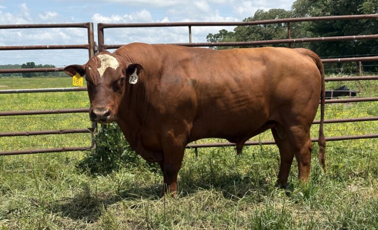 3 Year old Full blood Bull - South Poll Grass Cattle Association