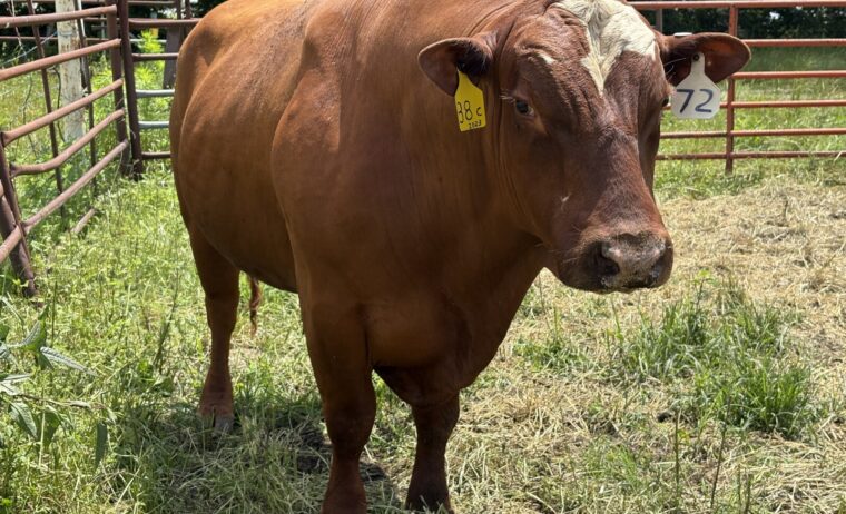 3 Year old Full blood Bull - South Poll Grass Cattle Association