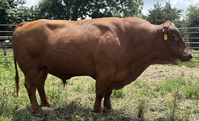3 Year old Full blood Bull - South Poll Grass Cattle Association