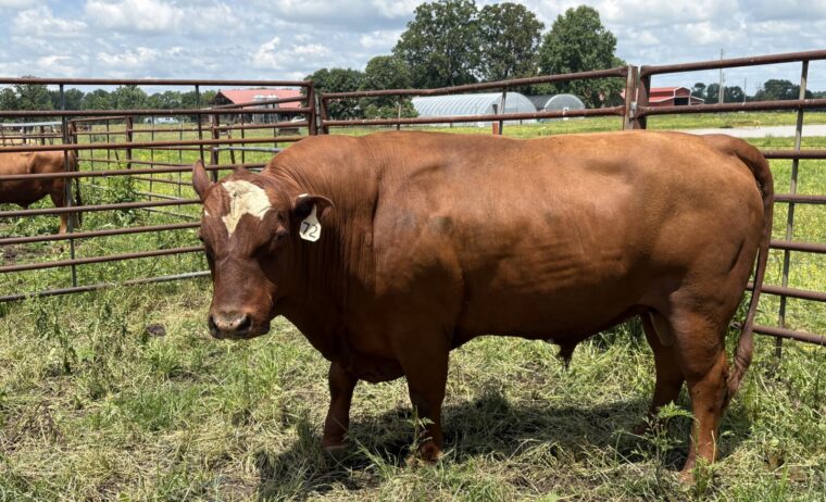 3 Year old Full blood Bull - South Poll Grass Cattle Association