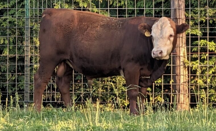 Registered Fullblood Bull "BURL" - South Poll Grass Cattle Association