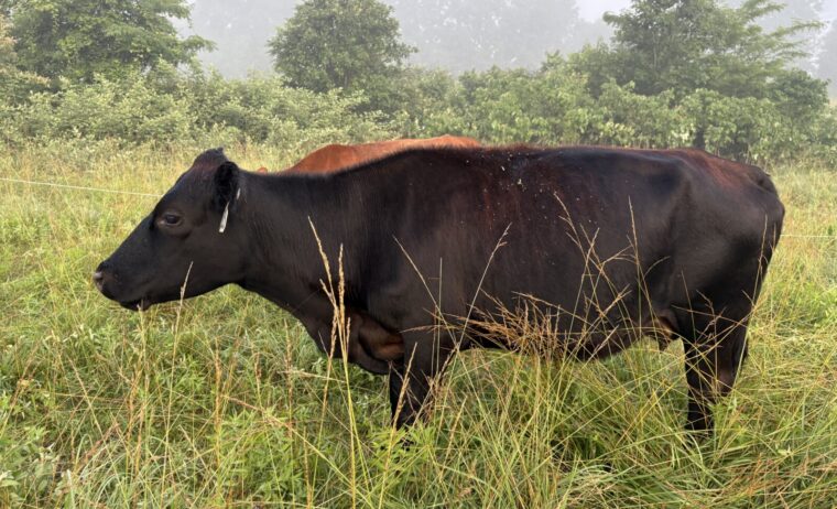 50% registered cow good mama P3 preg vet confirmed - South Poll Grass ...